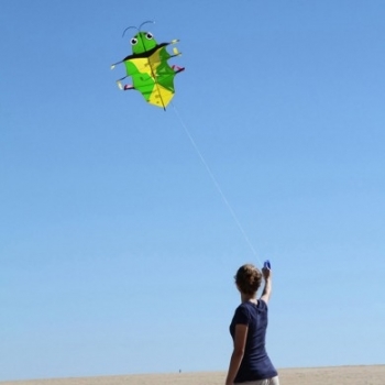 WD Flapping Bertie Beetle Kite | Kids Wearhouse